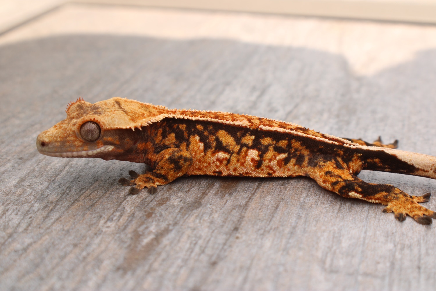Tricolor Male Crested Gecko by The Derpy Dragon - MorphMarket