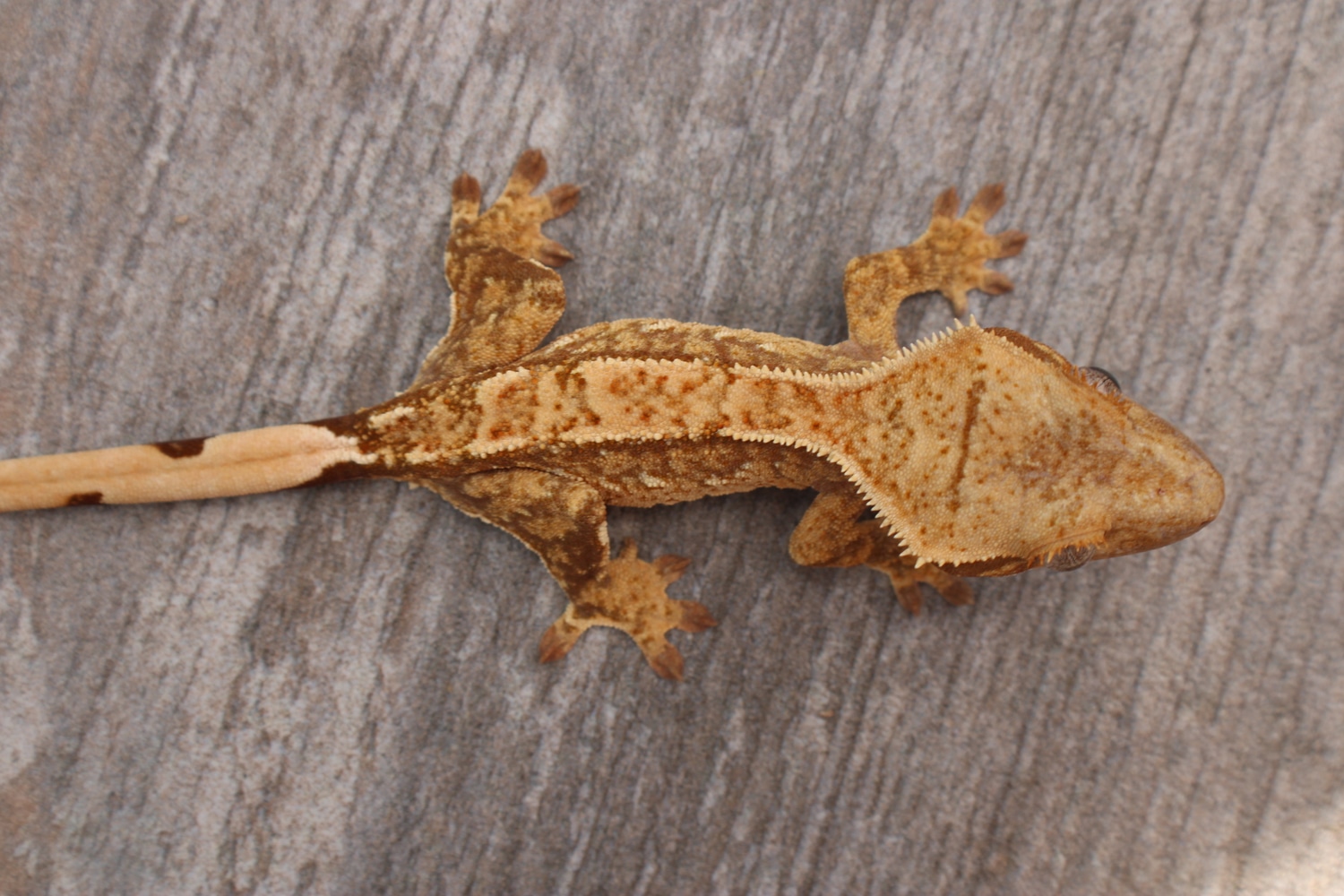 Npv Red Extreme Harlequin Crested Gecko by The Derpy Dragon - MorphMarket