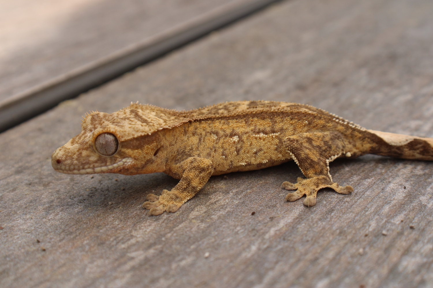 Phantom Pinstripe Crested Gecko by The Derpy Dragon - MorphMarket