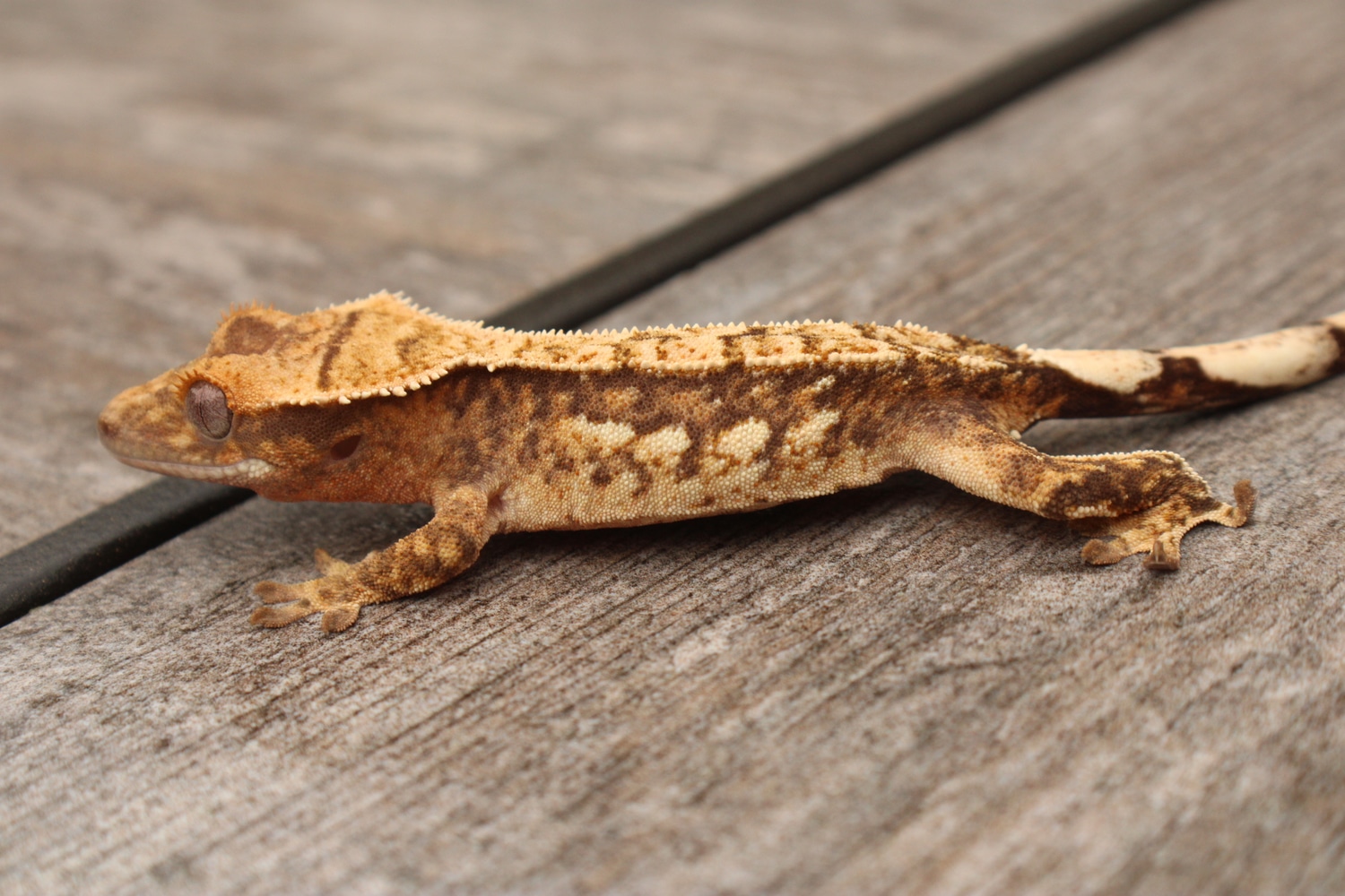 Npv Extreme Tricolor Crested Gecko by The Derpy Dragon - MorphMarket