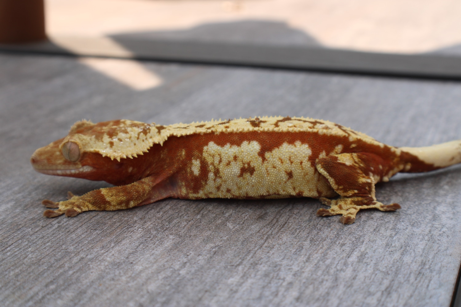 Red Harlequin Crested Gecko by The Derpy Dragon - MorphMarket