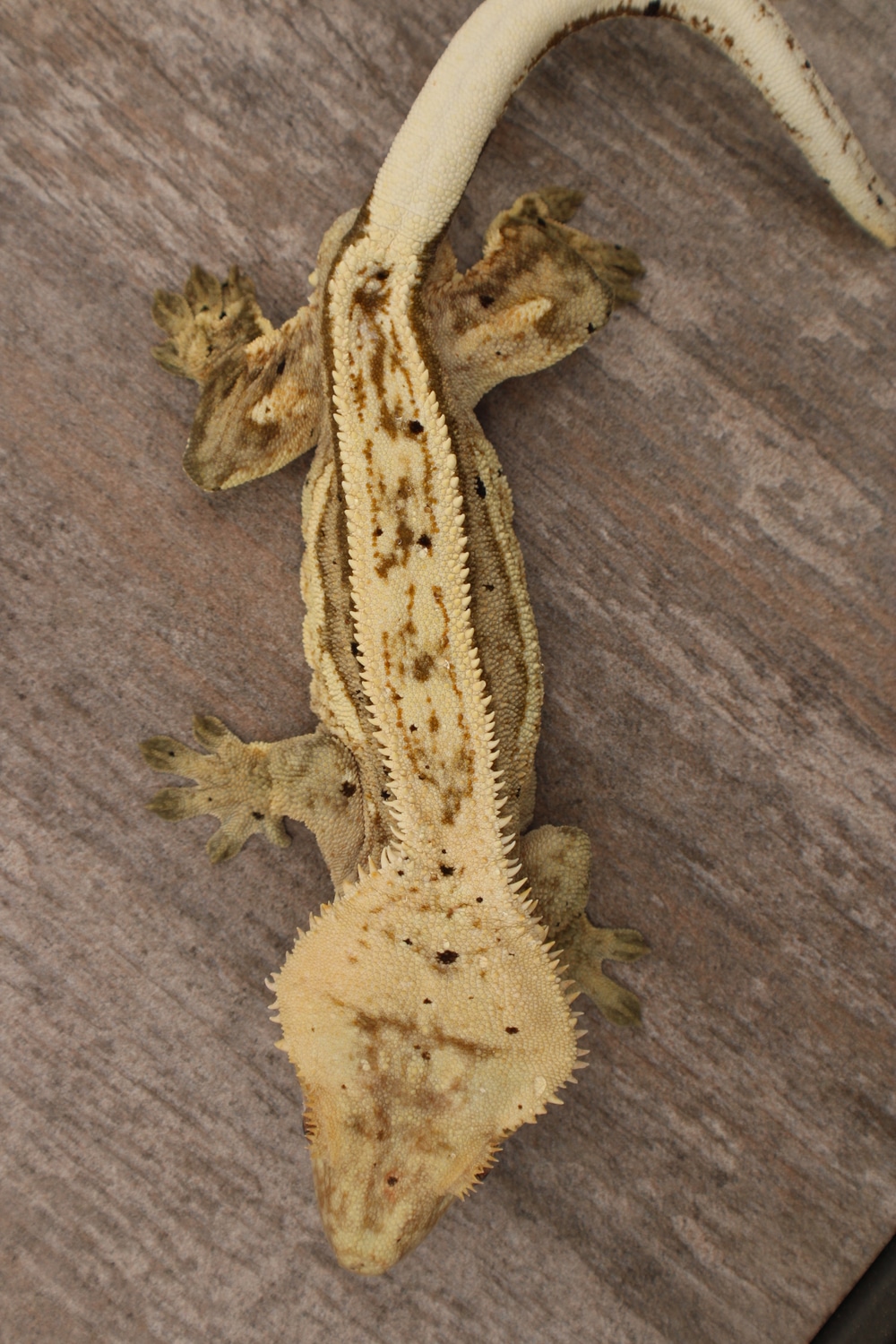 Yellow Quadestripe *Discounted* Crested Gecko by The Derpy Dragon ...