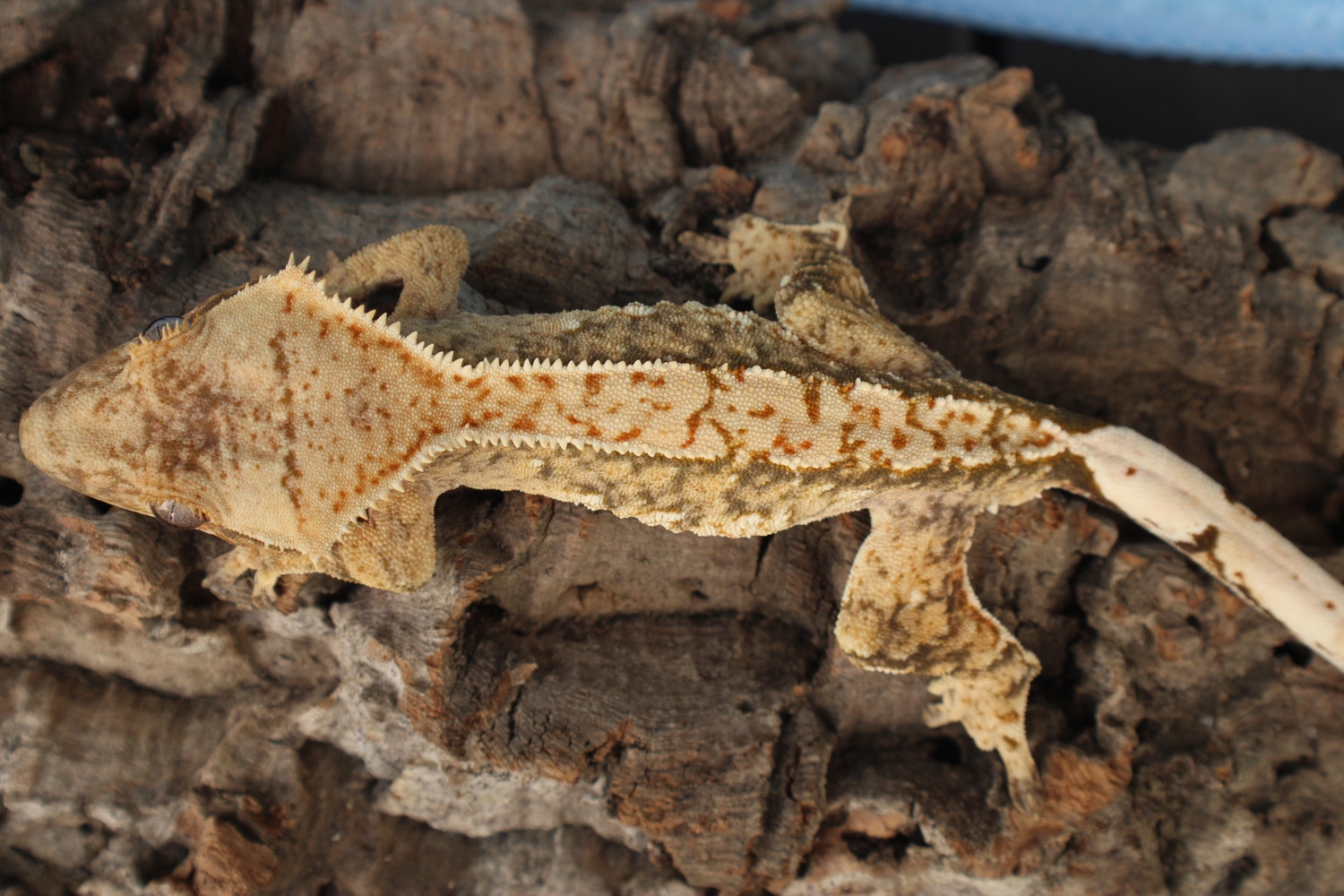 Extreme Harlequin *Discounted* Crested Gecko by The Derpy Dragon ...