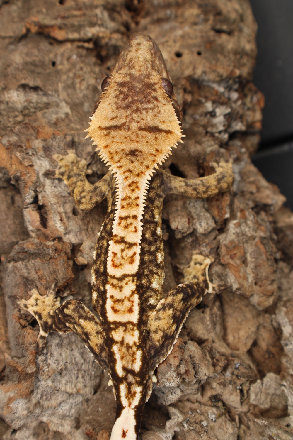 Extreme Harlequin *Discounted* Crested Gecko by The Derpy Dragon ...