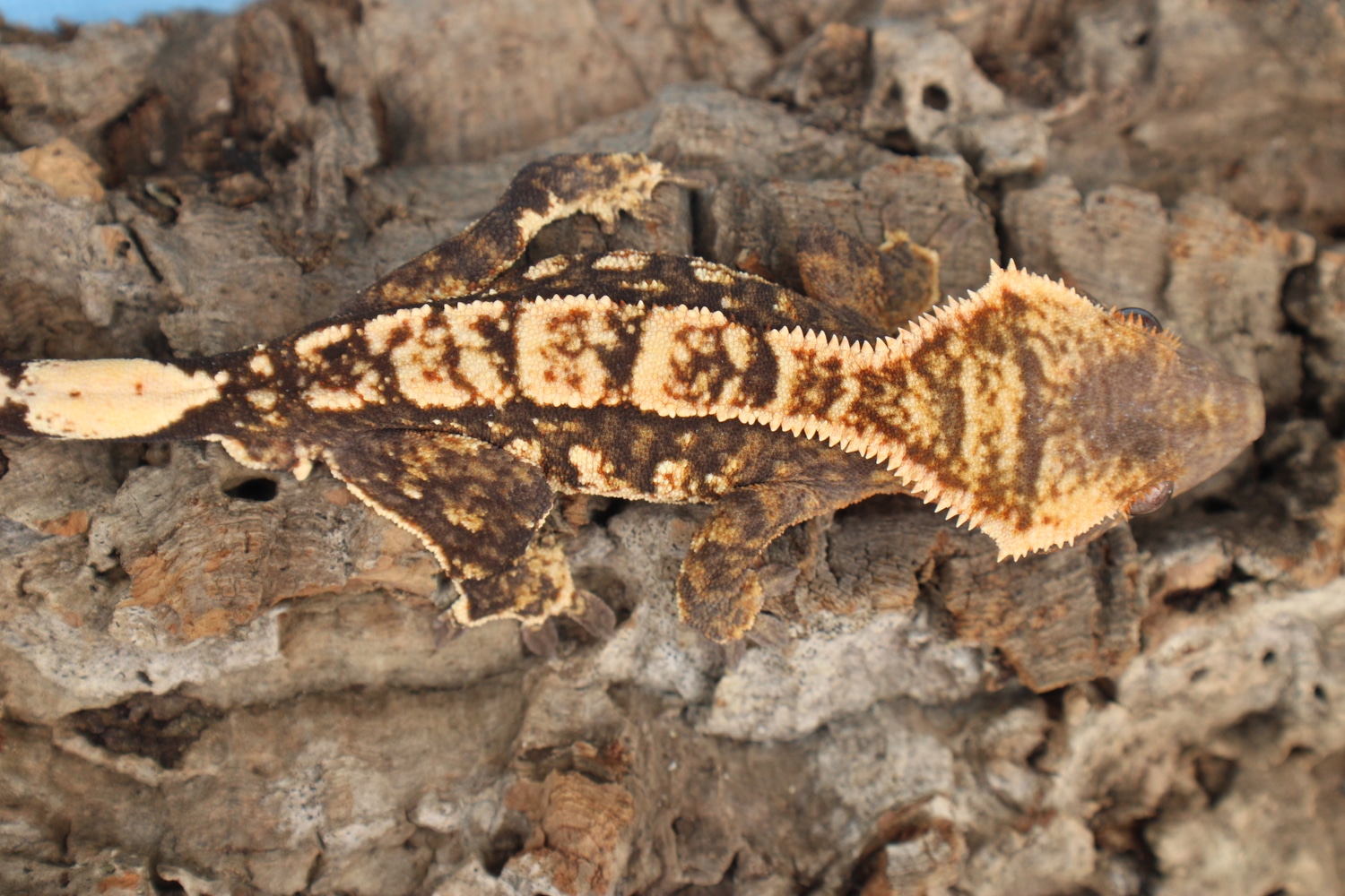 Harlequin Crested Gecko by The Derpy Dragon - MorphMarket