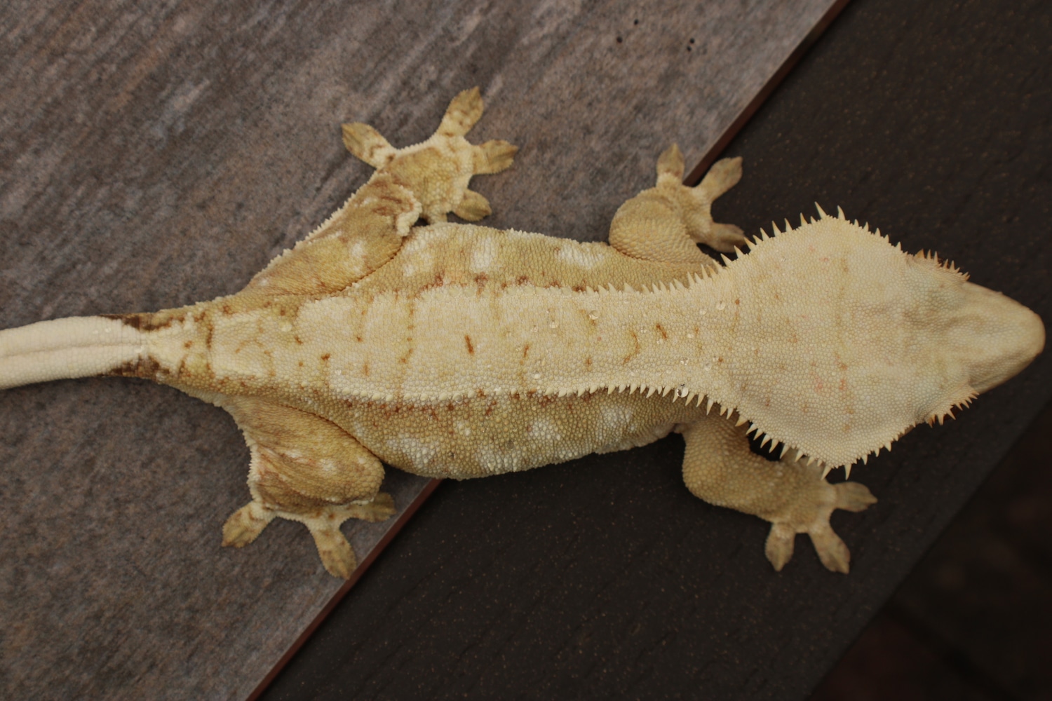Yellow Harlequin Crested Gecko by The Derpy Dragon - MorphMarket