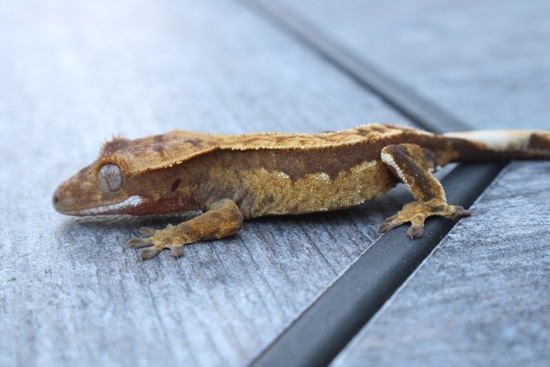 Muddy Red Crested Gecko by The Derpy Dragon