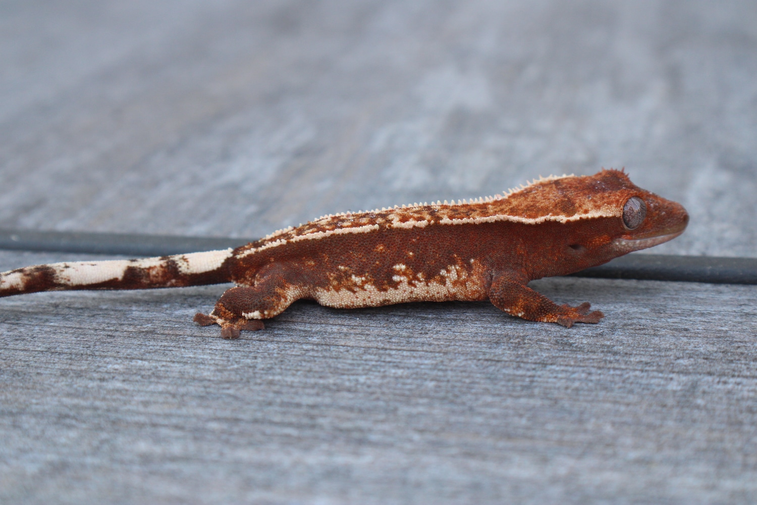 Pet Only Crested Gecko by The Derpy Dragon - MorphMarket