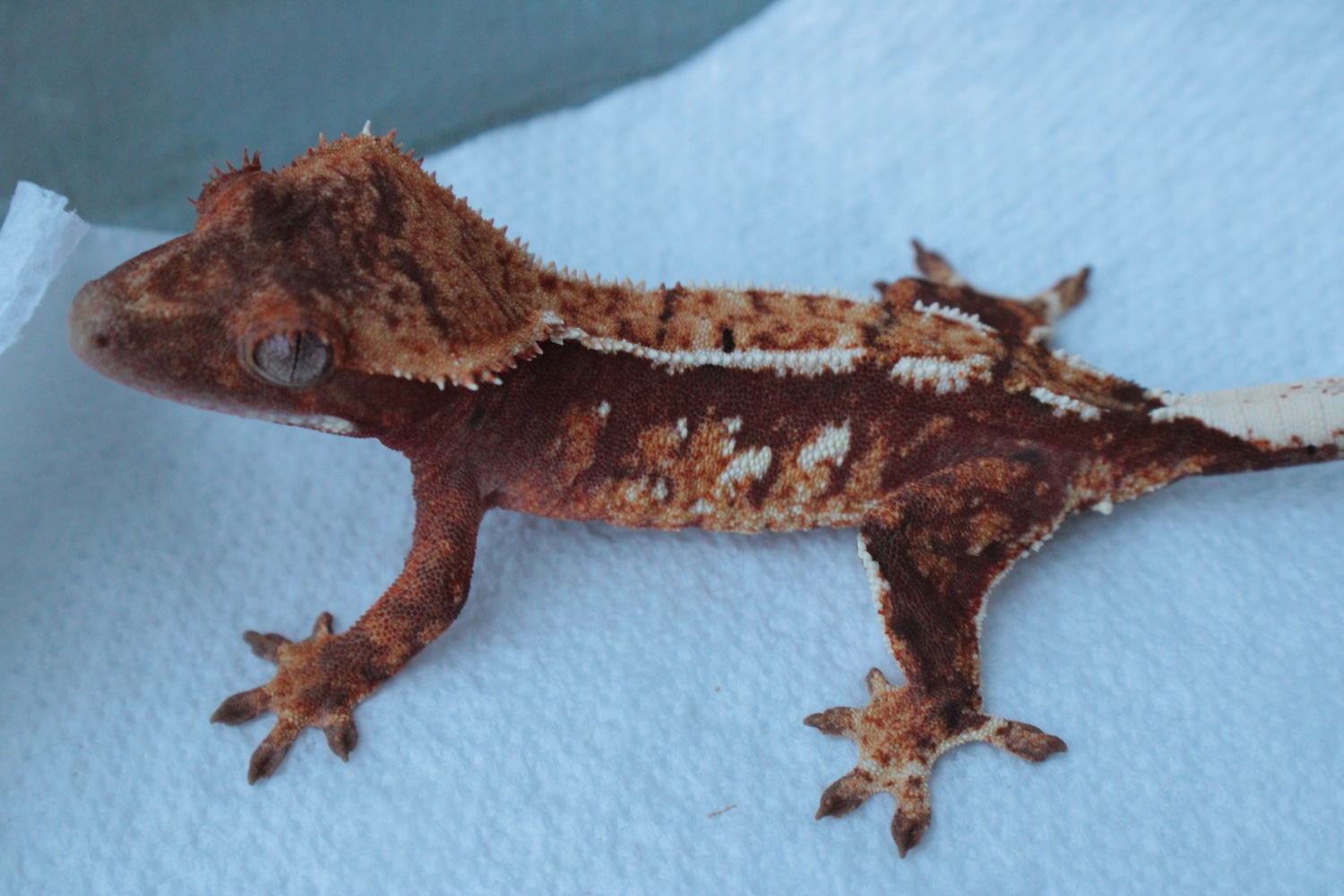 Red Partial Pinstripe NPV Crested Gecko by The Derpy Dragon - MorphMarket