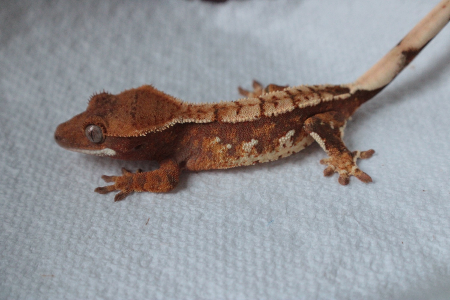 Red Tricolor Npv Crested Gecko by The Derpy Dragon - MorphMarket