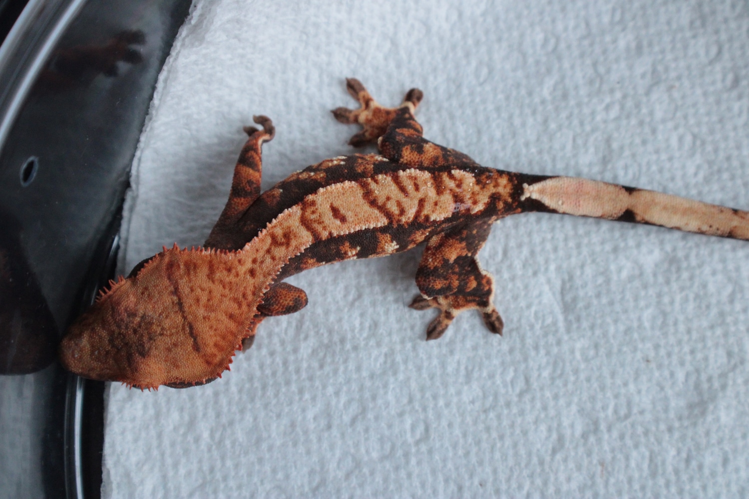 Npv Tricolor Crested Gecko by The Derpy Dragon - MorphMarket