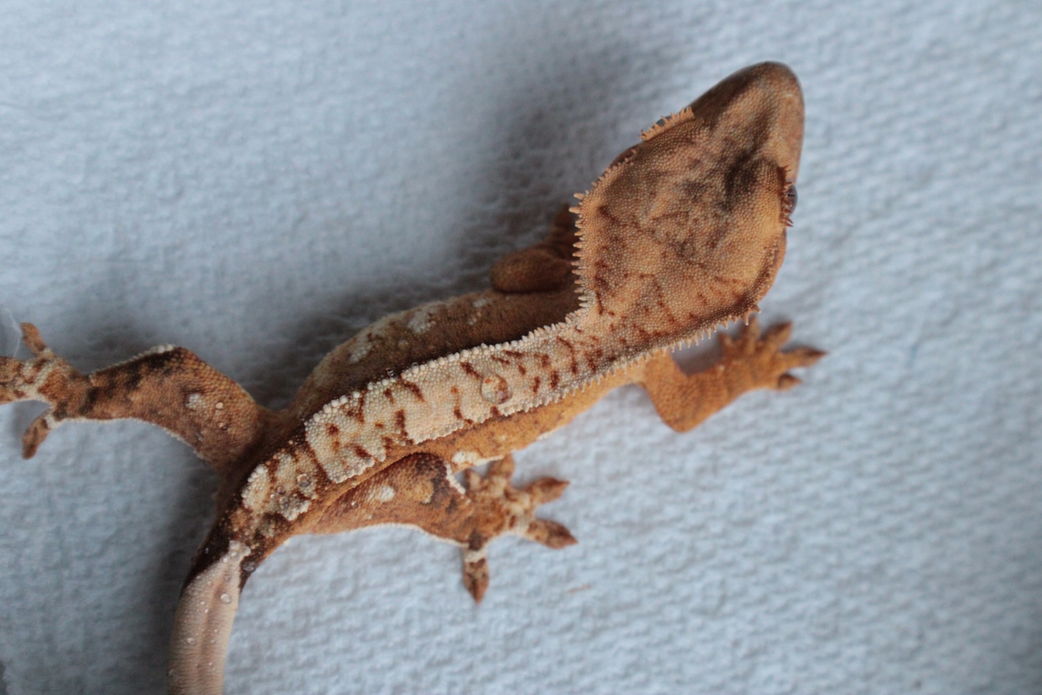 Npv Yellow Harlequin Crested Gecko by The Derpy Dragon - MorphMarket