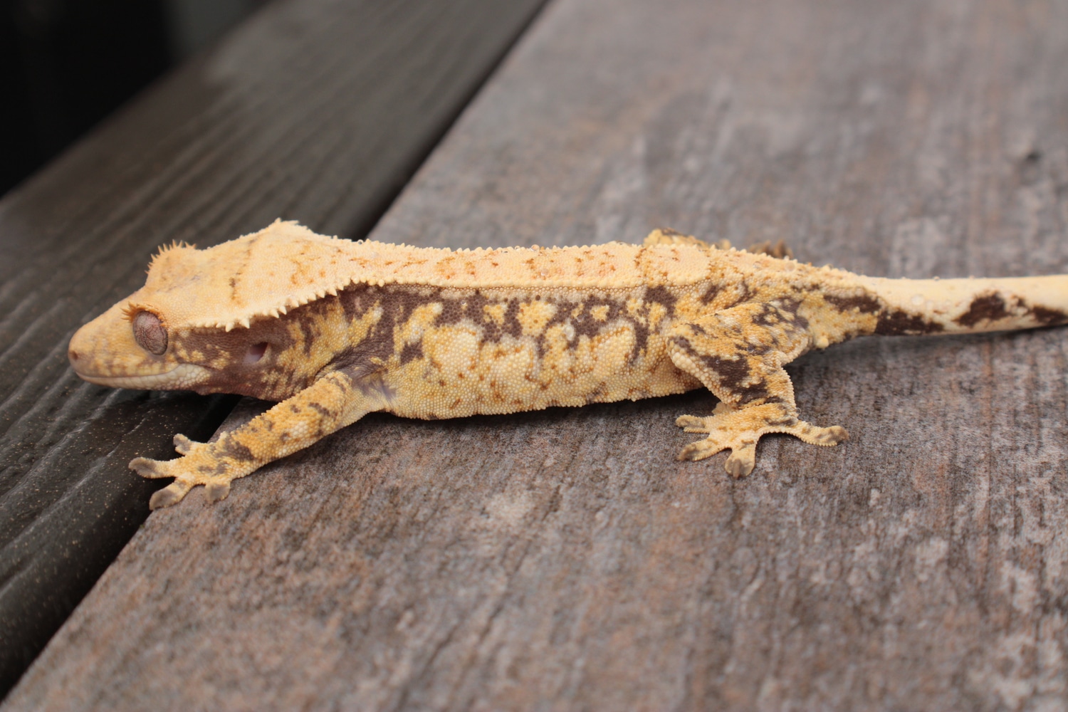 Drippy Extreme Harlequin Crested Gecko by The Derpy Dragon - MorphMarket