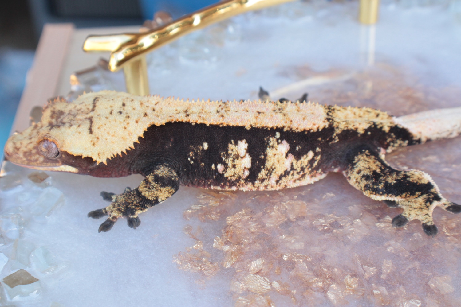 Harlequin Female Crested Gecko by The Derpy Dragon - MorphMarket