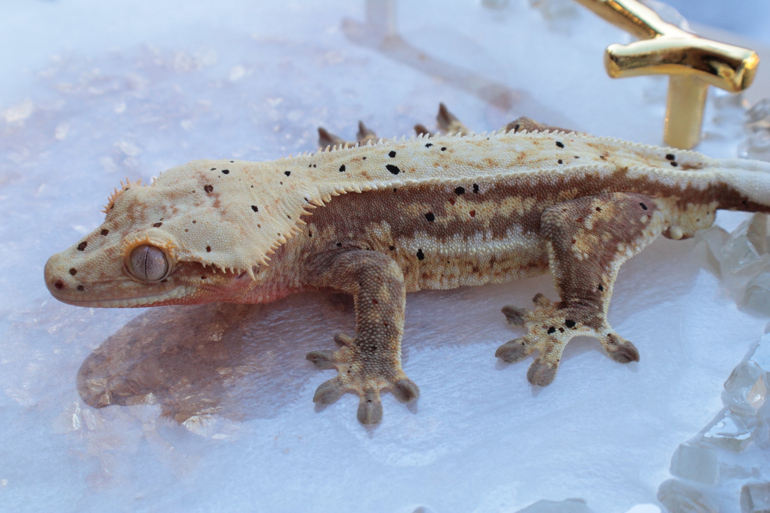 Drippy Quadestripe Crested Gecko by The Derpy Dragon - MorphMarket