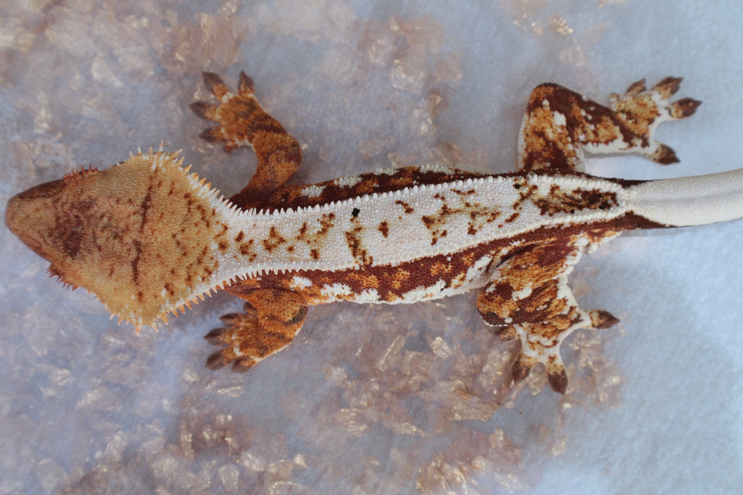 Red Pinstripe Tricolor Crested Gecko by The Derpy Dragon - MorphMarket