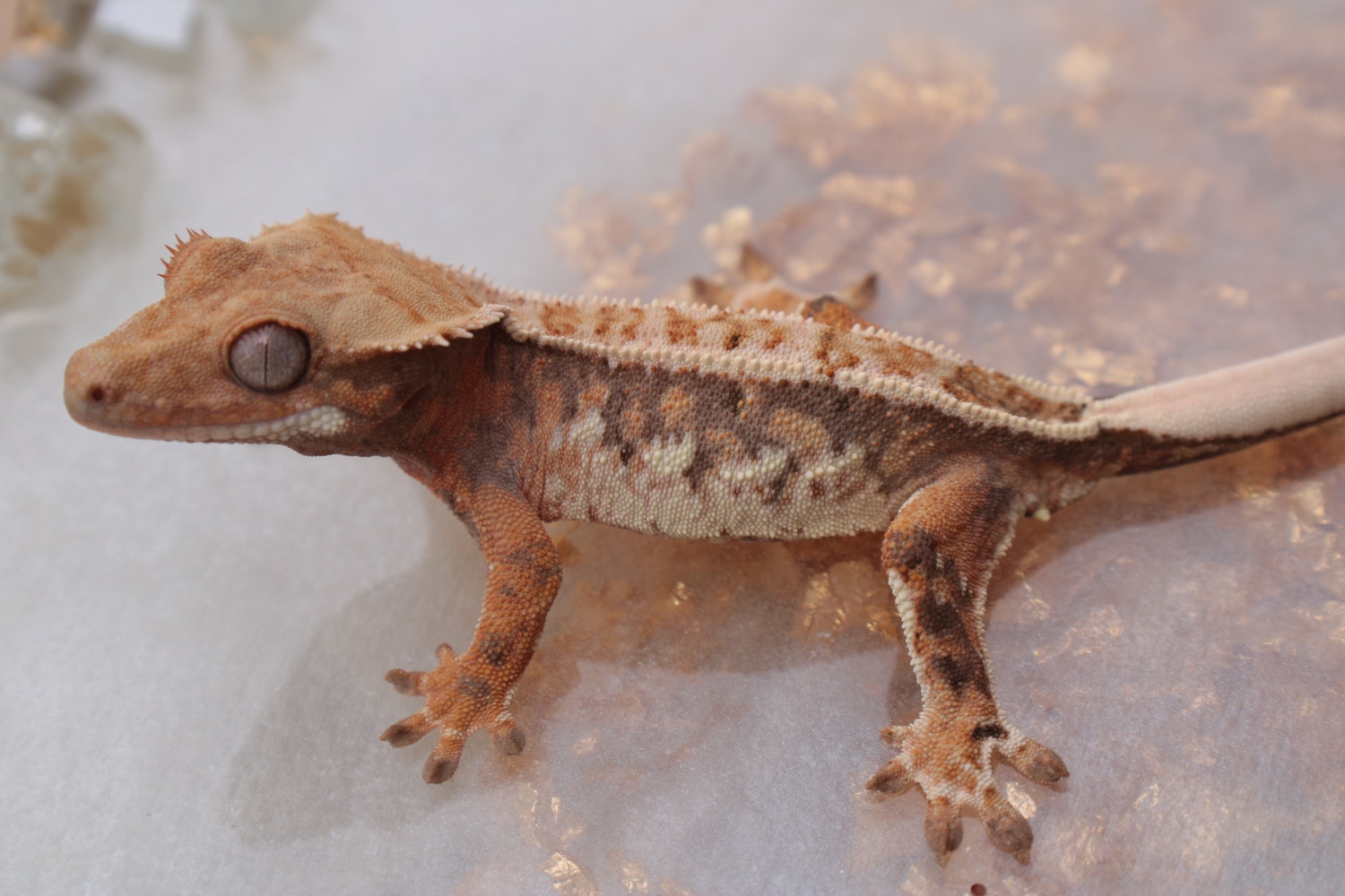 Pinstripe Tricolor Crested Gecko by The Derpy Dragon - MorphMarket