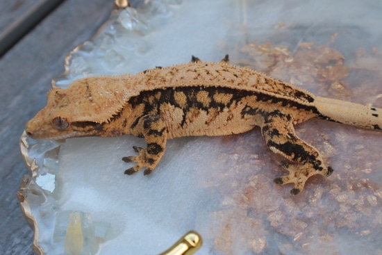 Citrine Crested Gecko by The Derpy Dragon