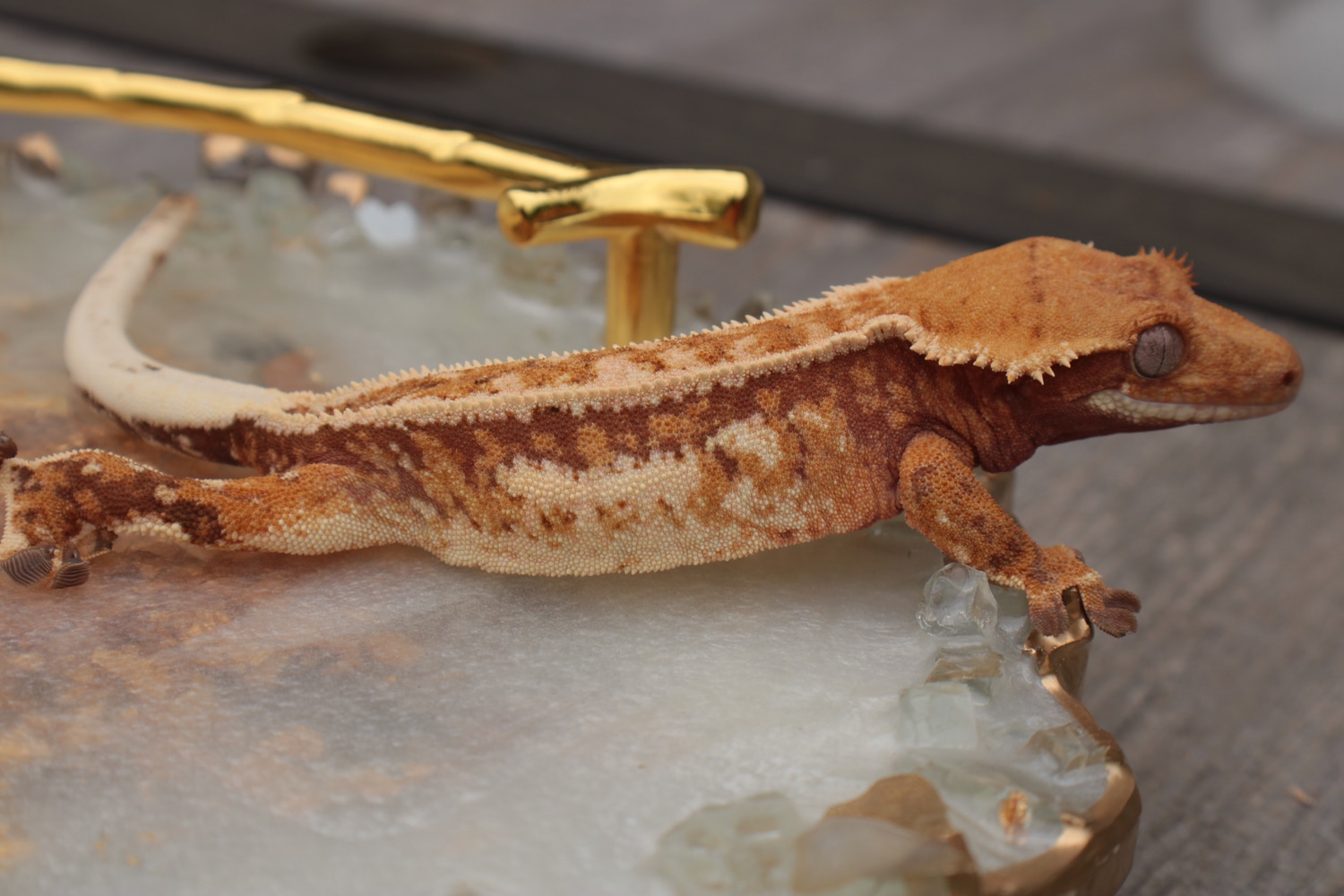 Drippy Red Tricolor *FREE SHIPPING* Crested Gecko by The Derpy Dragon ...