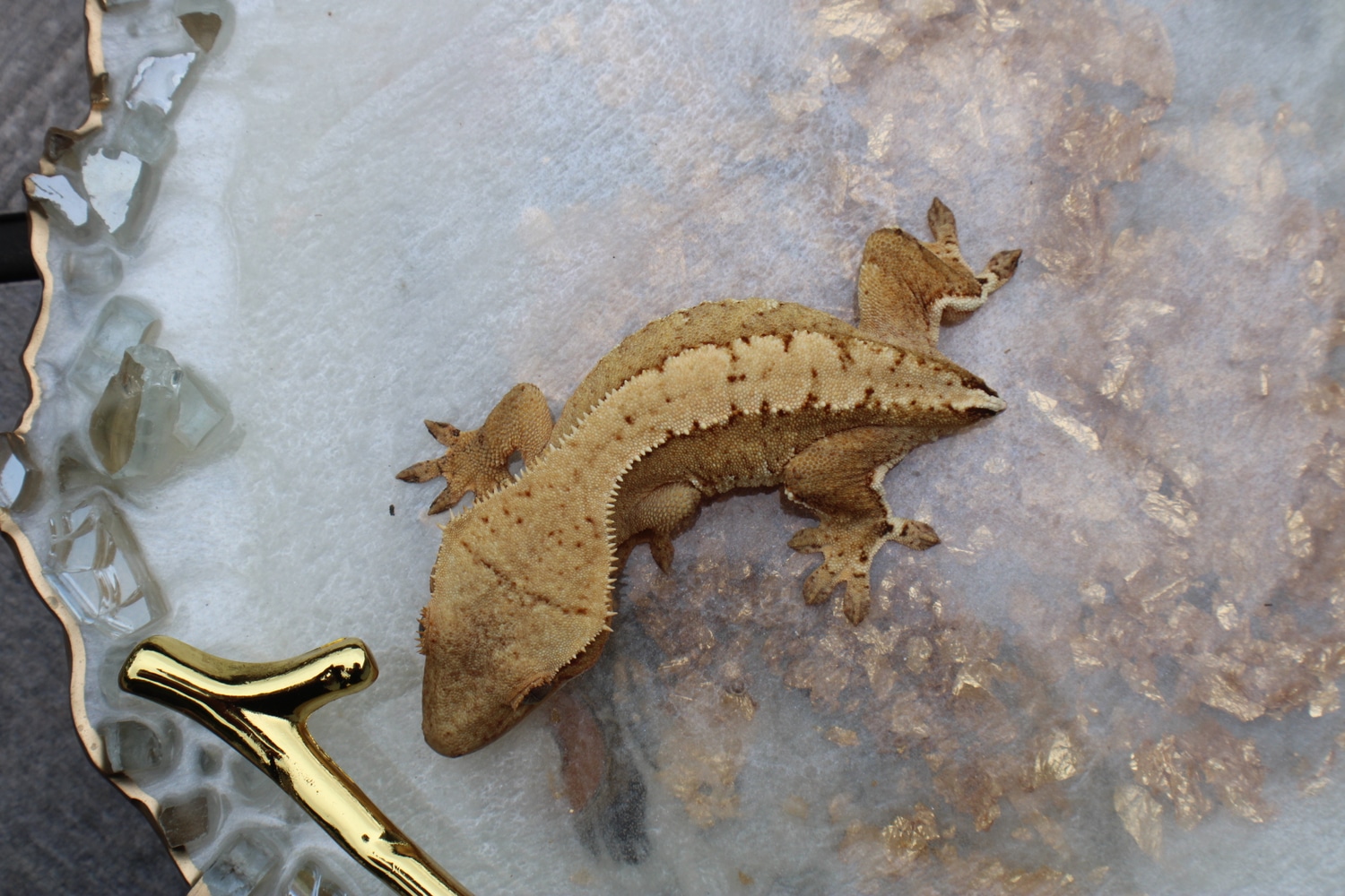 Npv Yellow Flame *FREE SHIPPING* Crested Gecko by The Derpy Dragon ...