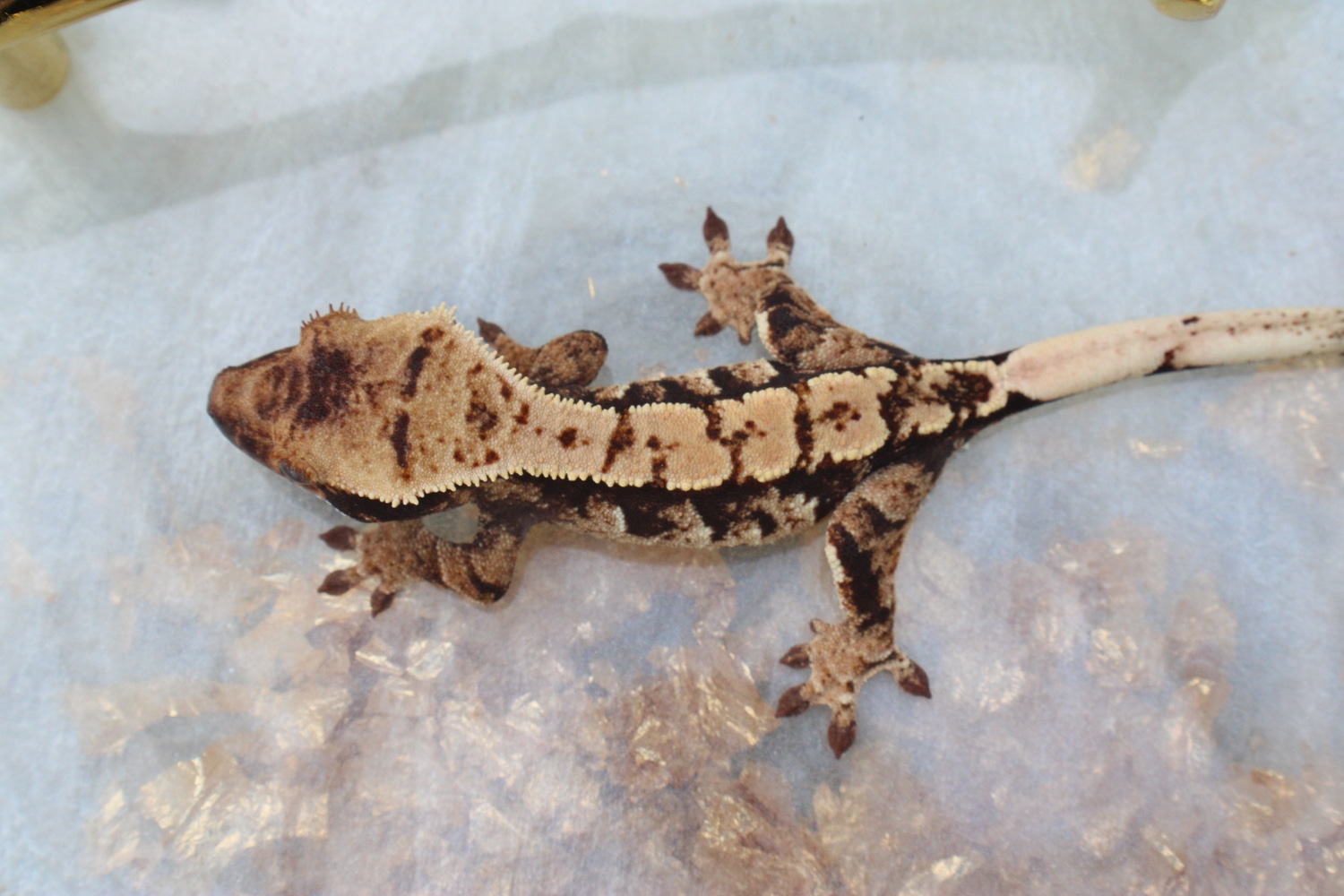 NPV Harlequin Crested Gecko by The Derpy Dragon - MorphMarket