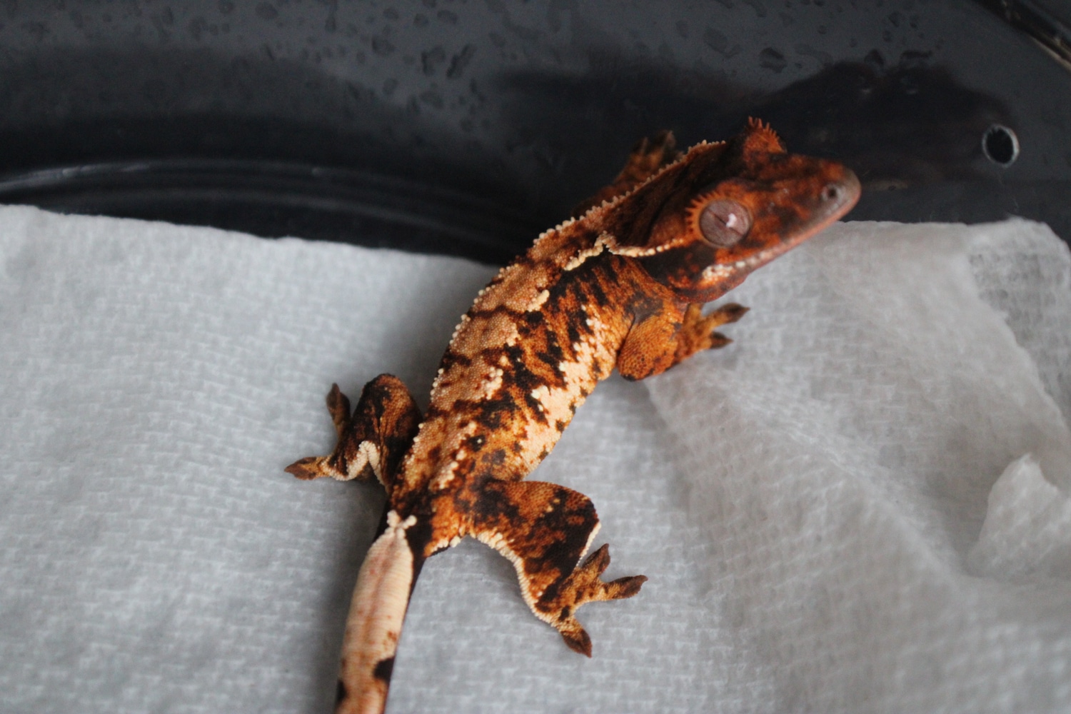 Extreme Tricolor Crested Gecko by The Derpy Dragon - MorphMarket