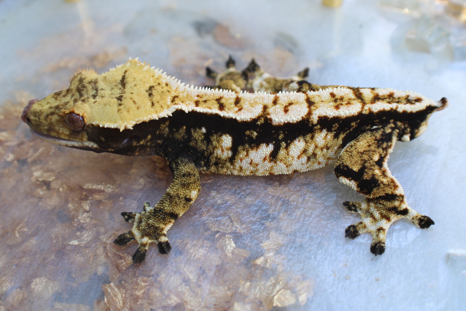 Harlequin Crested Gecko by The Derpy Dragon - MorphMarket