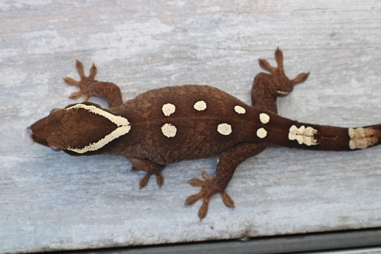 Sarasinorum Gecko More Gecko by The Derpy Dragon