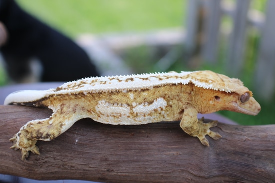 Partial Quadstripe Crested Gecko by The Derpy Dragon