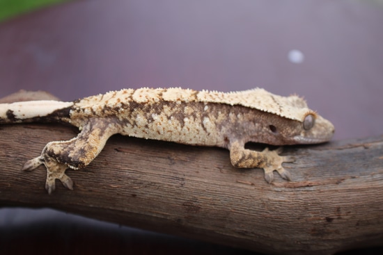 Extreme Harlequin Crested Gecko by The Derpy Dragon