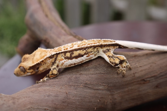Tricolor Quadstripe Crested Gecko by The Derpy Dragon