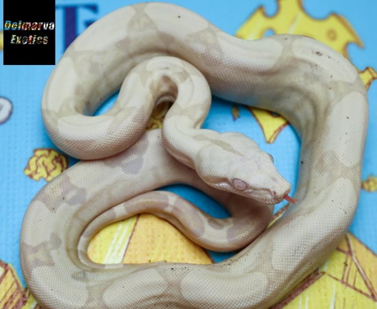 Moonglow Boa Boa Constrictor by Delmarva Exotics