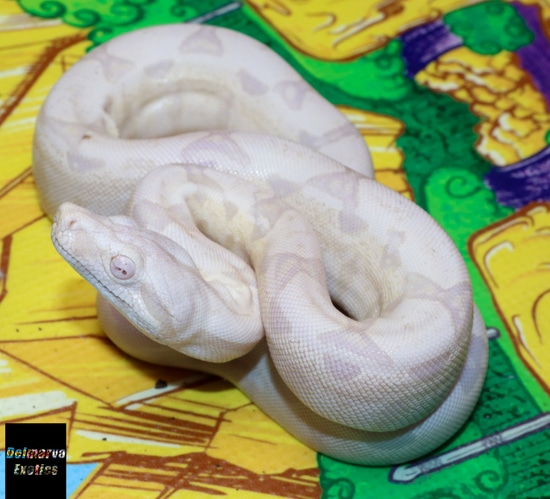 Moonglow Boa Constrictor by Delmarva Exotics