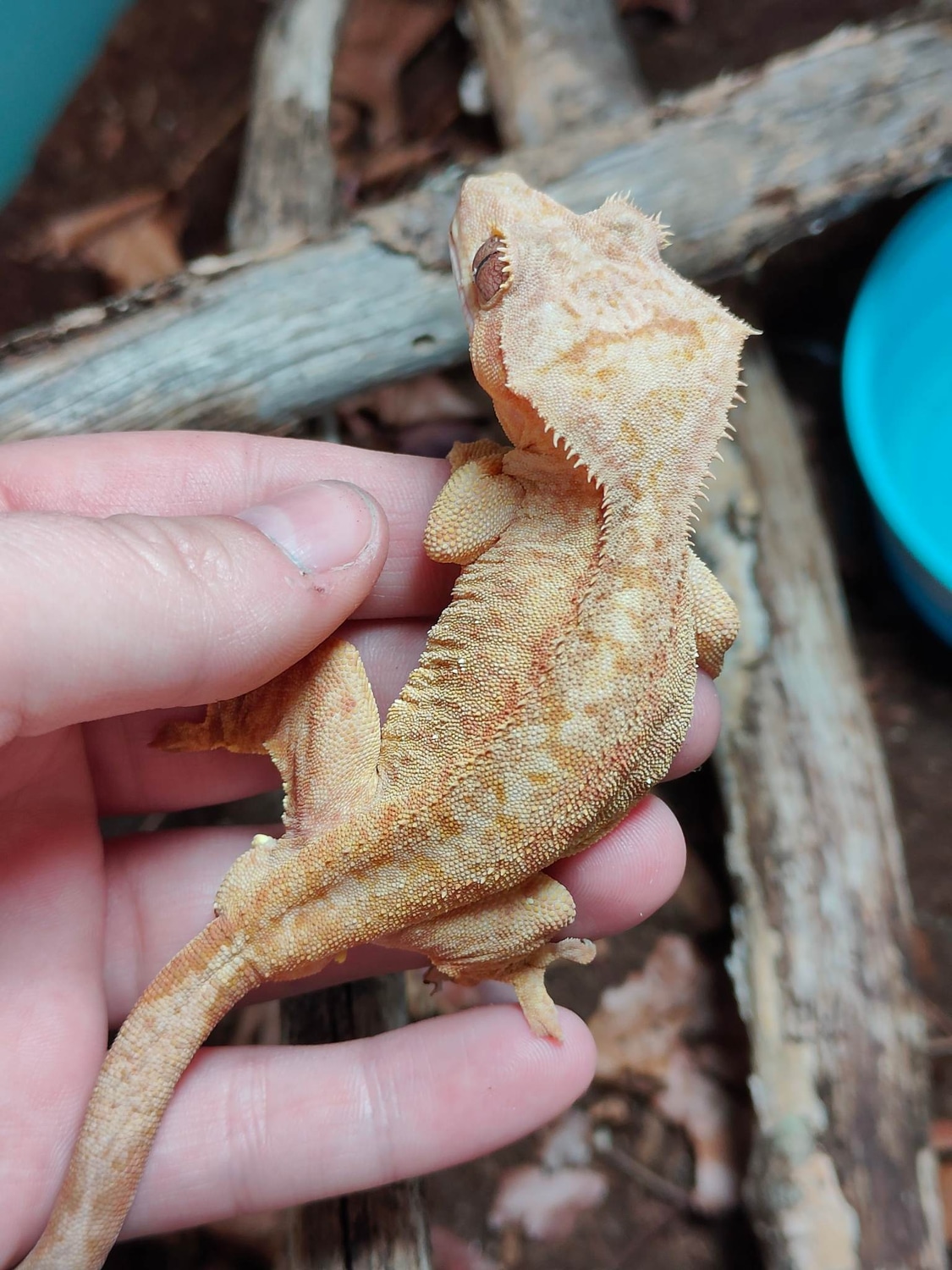 "Oats" Yellow Brindle Crested Gecko by TheeFrogQueen - MorphMarket