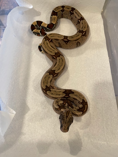 Guyana BCC True Red-Tailed Boa Constrictor by The Exotic Empire