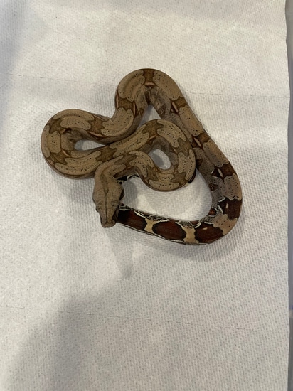 Guyana BCC True Red-Tailed Boa Constrictor by The Exotic Empire