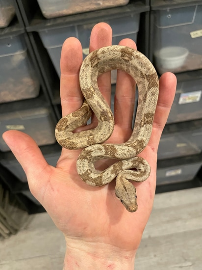 Pure Hogg Island Boas Pearl Island Boa Constrictor by The Exotic Empire