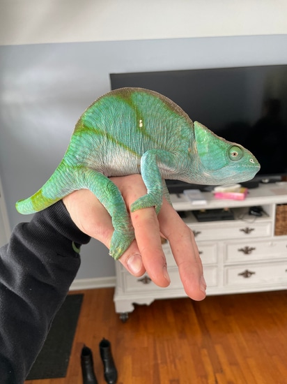 Yellow Lipped Parsons Chameleon Parson's Chameleon by The Exotic Empire