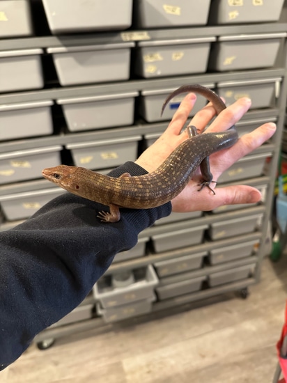 Solomon Island Ground Skinks More Skink by The Exotic Empire