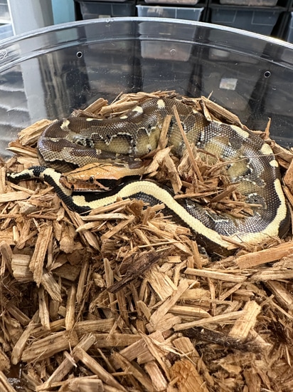 Borneo Short Tails Borneo Short-Tailed Python by The Exotic Empire