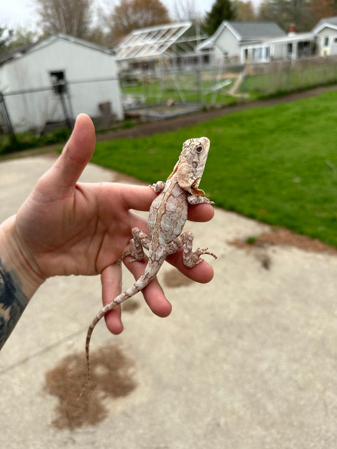 Hypomelanistic Frilled Dragon More Lizard by The Exotic Empire ...