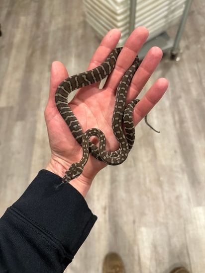 CBB Bredli Carpets Centralian Carpet Python by The Exotic Empire