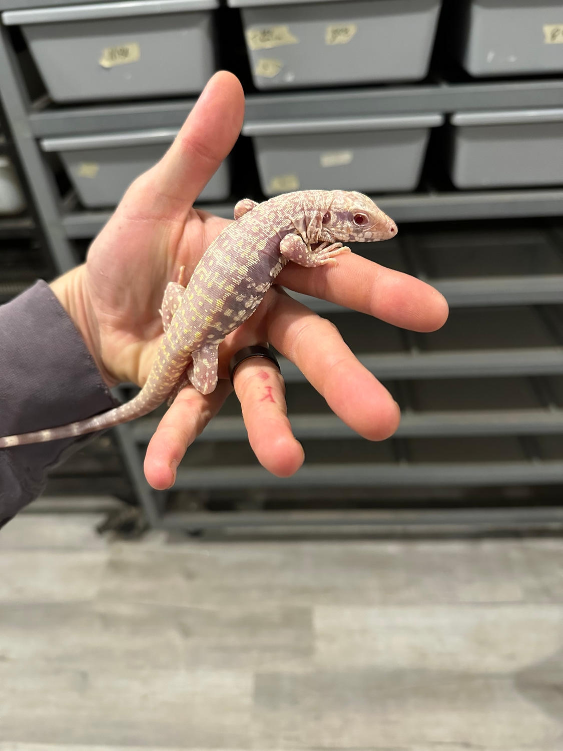 Pure Blue Albino Tegus Argentine Tegus by The Exotic Empire - MorphMarket
