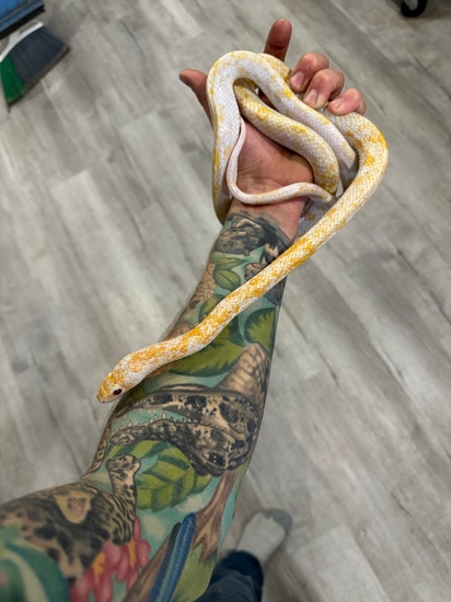 Albino Calico Chinese Beauty Beauty Rat Snake by The Exotic Empire