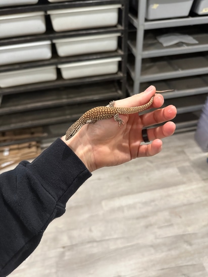 Ackie Monitor by The Exotic Empire