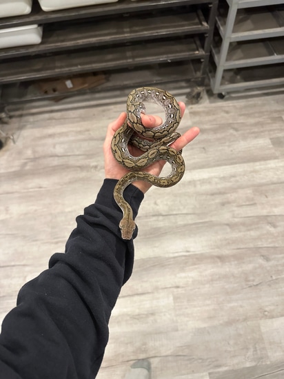 Pure Kalatoa Reticulated Python by The Exotic Empire