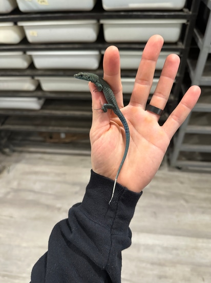 Short-Snouted Rock Lizard More Lizard by The Exotic Empire