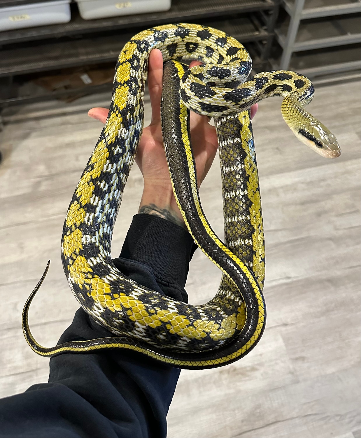 Proven Taiwan Pair Beauty Rat Snake by The Exotic Empire - MorphMarket