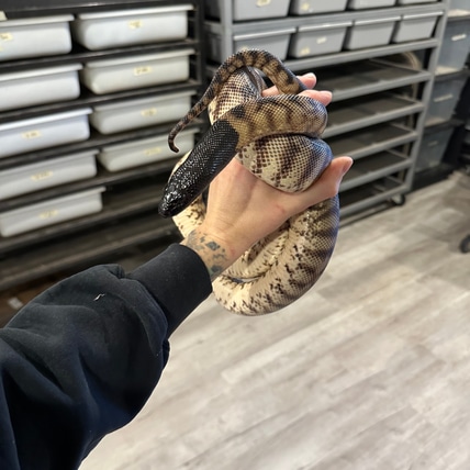 The Exotic Empire - MorphMarket