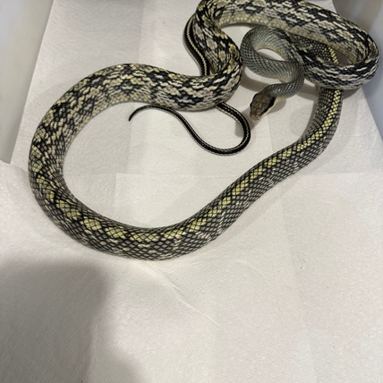 The Exotic Empire - MorphMarket